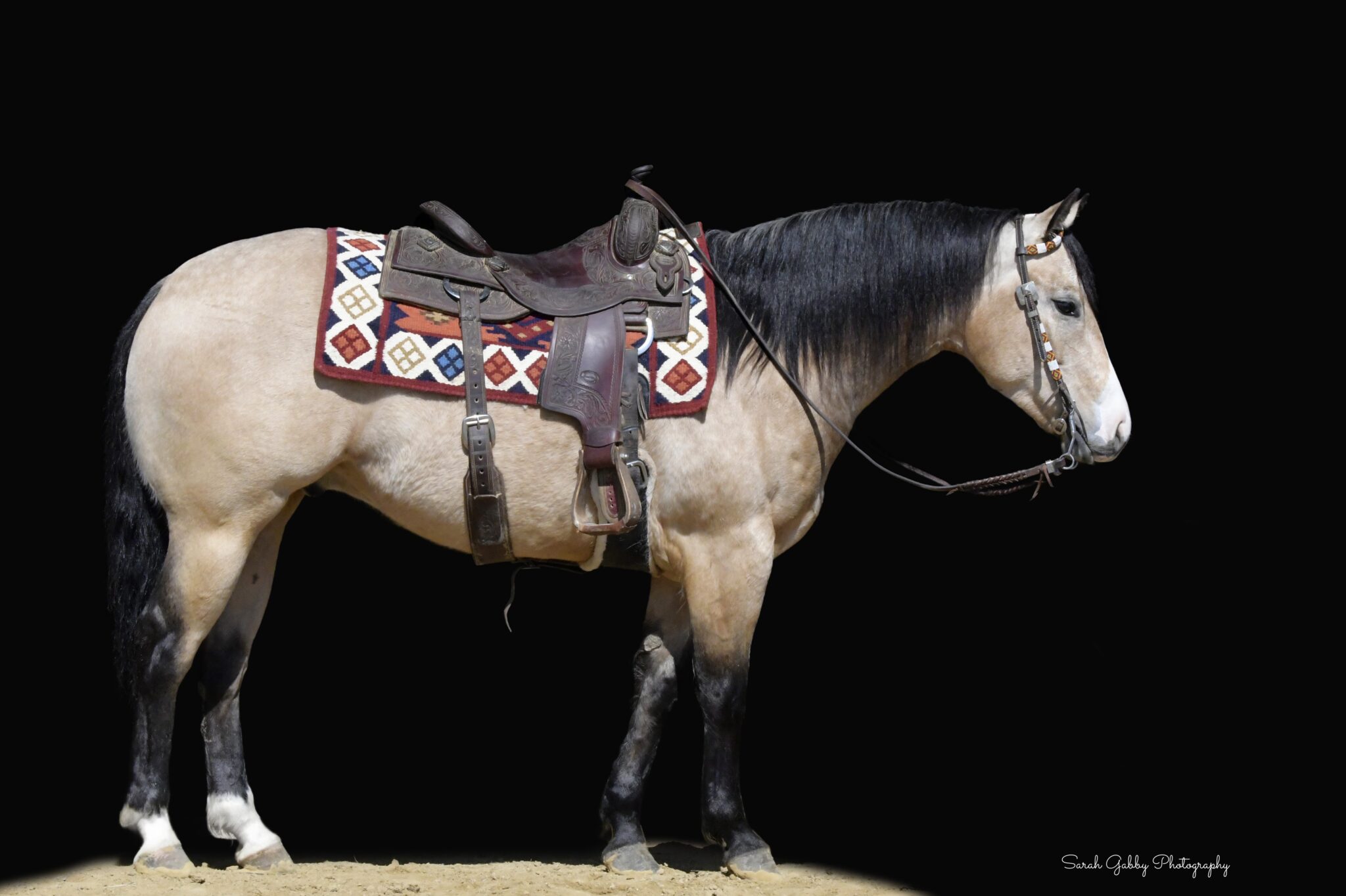 Buck - 4 year old Quarter Horse Gelding - Waverly Sales