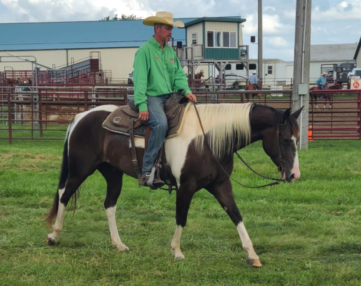 Dreamers Black Ty - 6 year old APHA Paint Gelding - Waverly Sales
