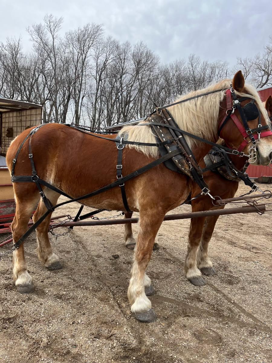 Biren's Maggie - 4 year old Belgian Mare - Waverly Sales