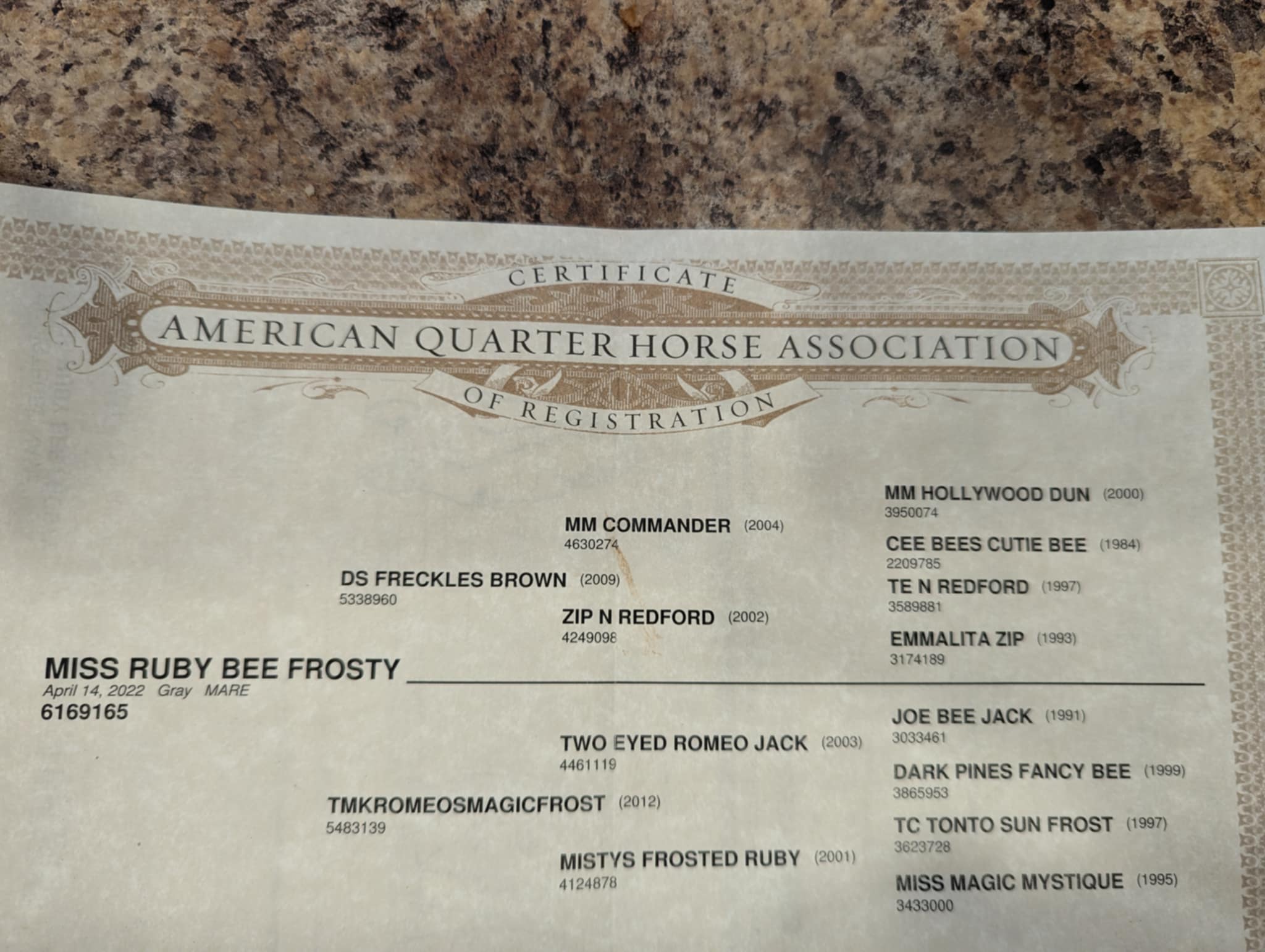 Miss Ruby Bee Frosty aka Frosty - 3 year old Quarter Horse Mare ...