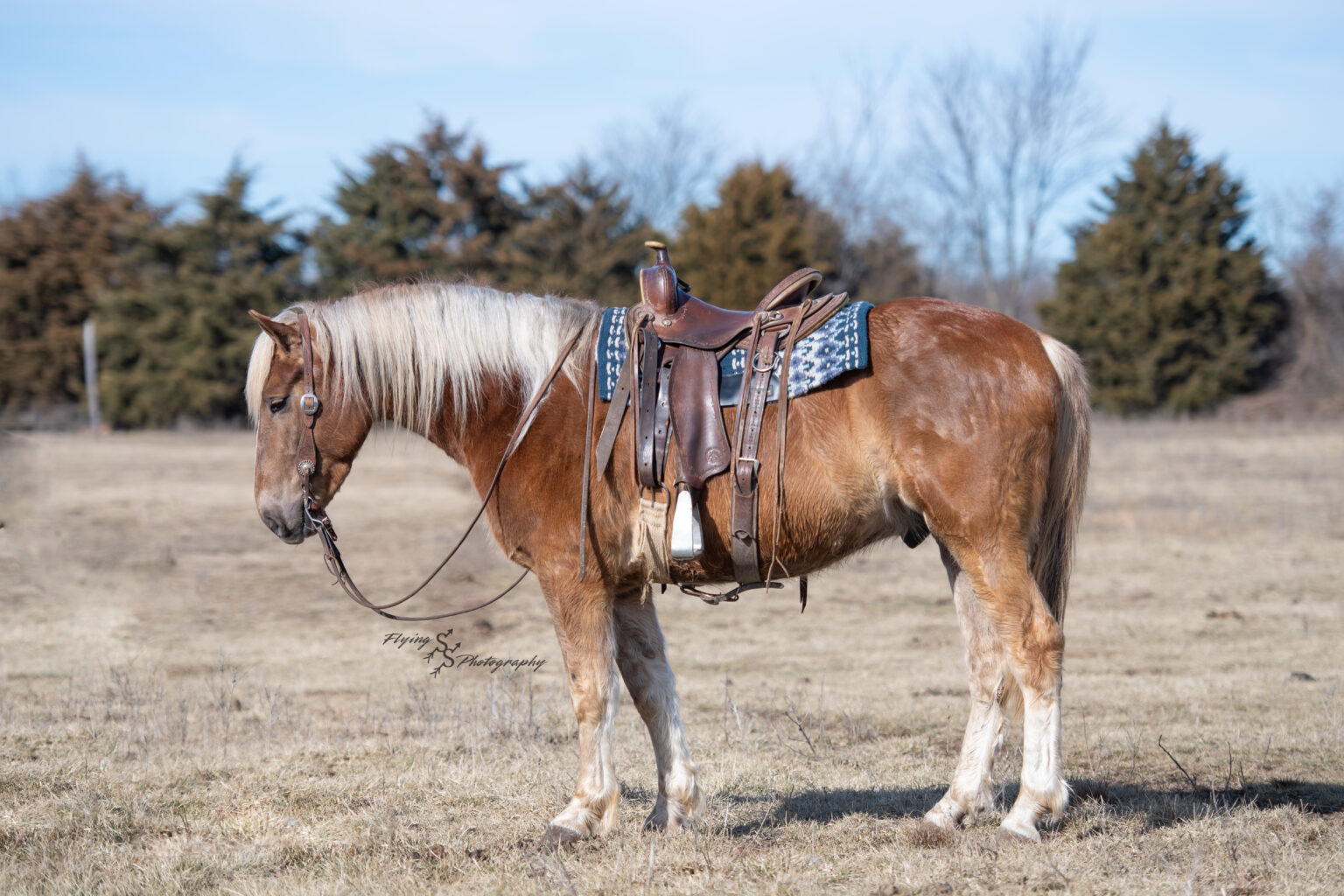 Turbo - 4 year old Draft Cross Gelding - Waverly Sales
