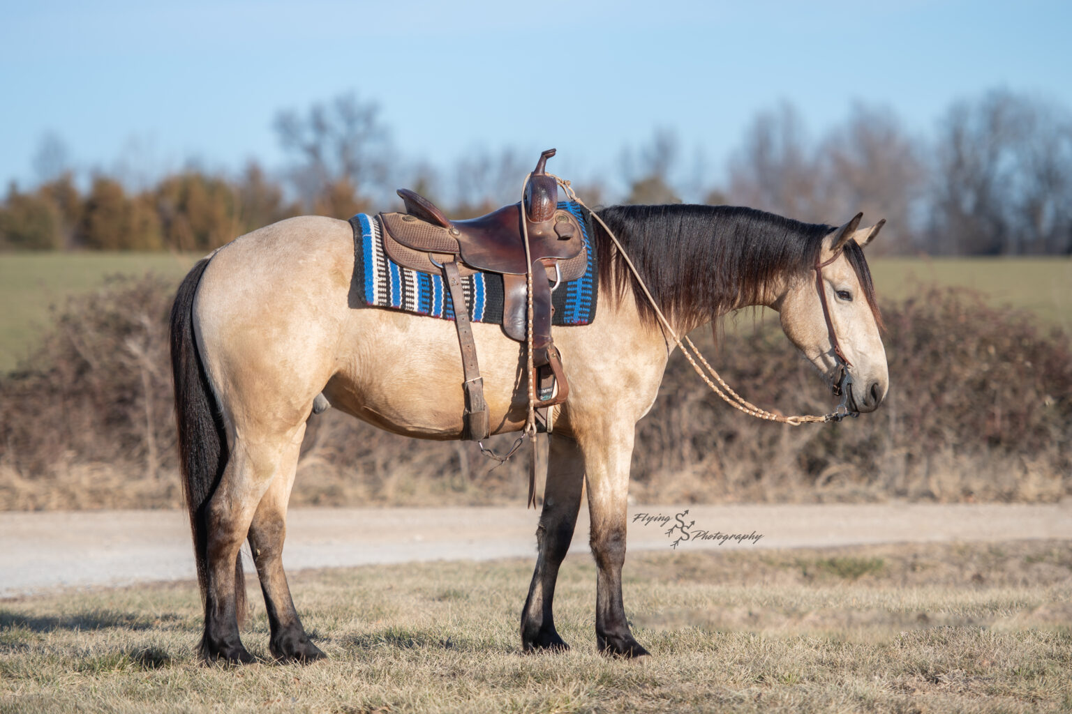 Jack - 4 year old Draft Cross Gelding - Waverly Sales