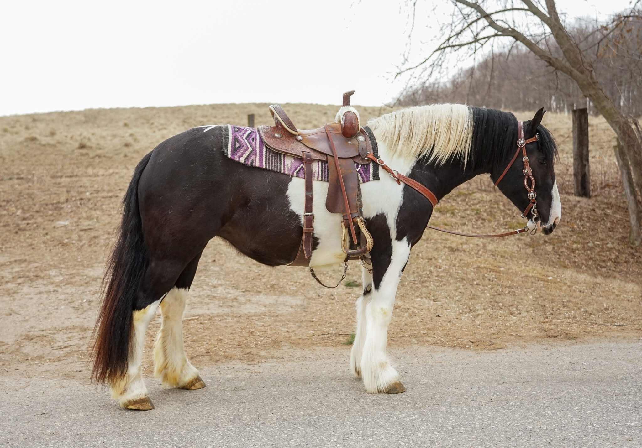 Sheila - 3 year old Gypsy/Haflinger Crossbed Mare - Waverly Sales