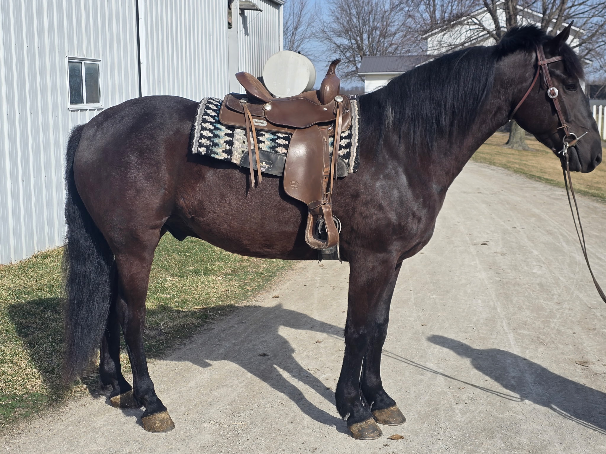 Jeff - 4 year old Draft Cross Gelding - Waverly Sales