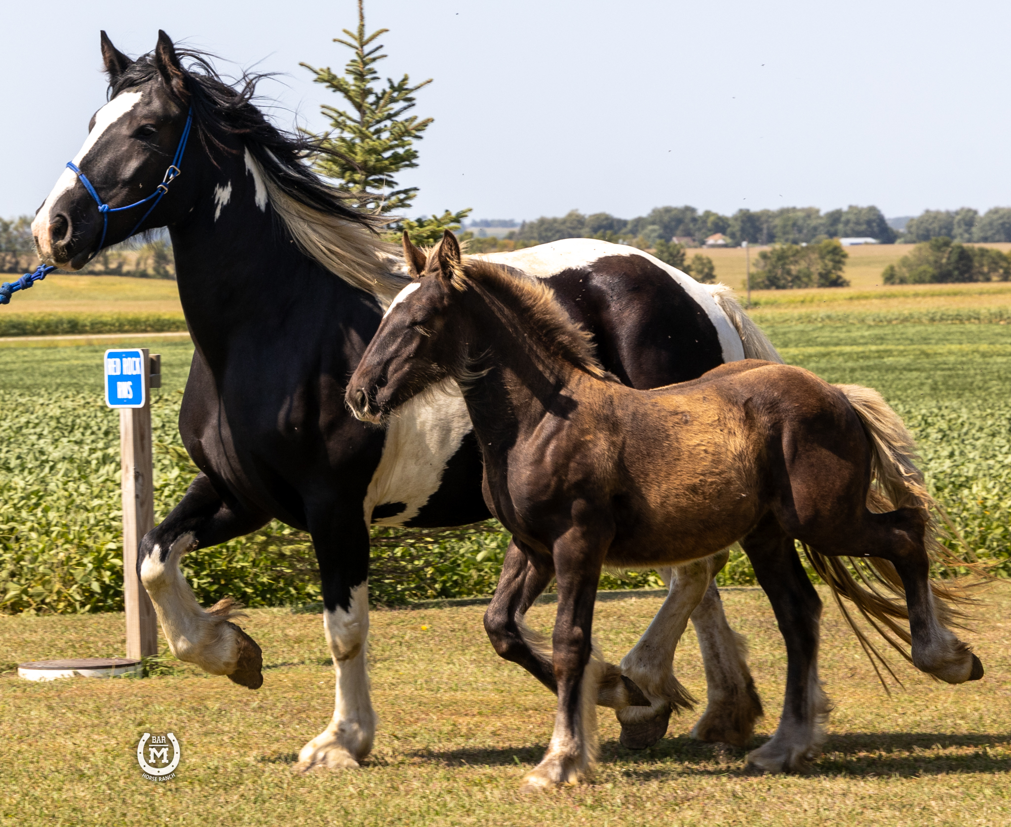 Bar M'S Rose - Yearling Gypsy Cross Filly - Waverly Sales