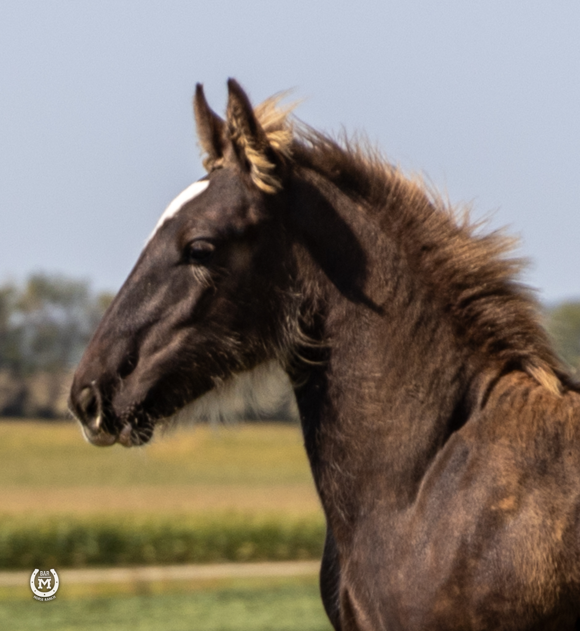 Bar M'S Rose - Yearling Gypsy Cross Filly - Waverly Sales