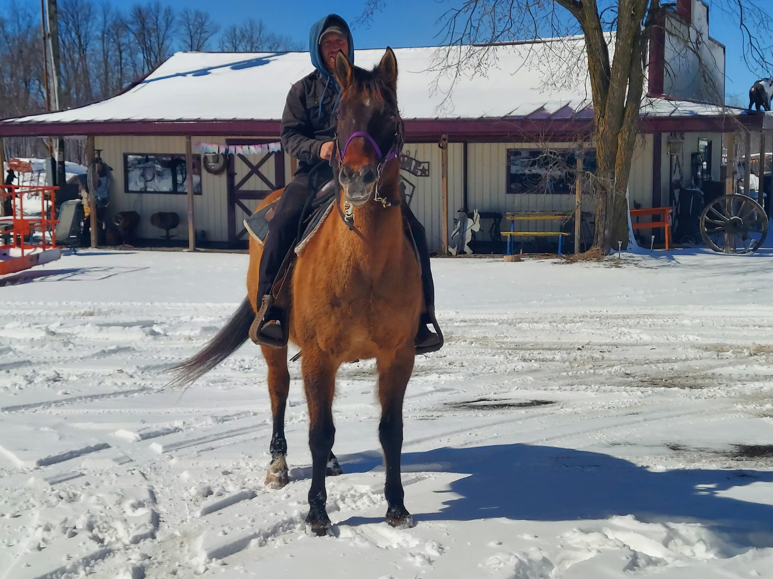 Buck - 18 year old Draft Cross Gelding - Waverly Sales