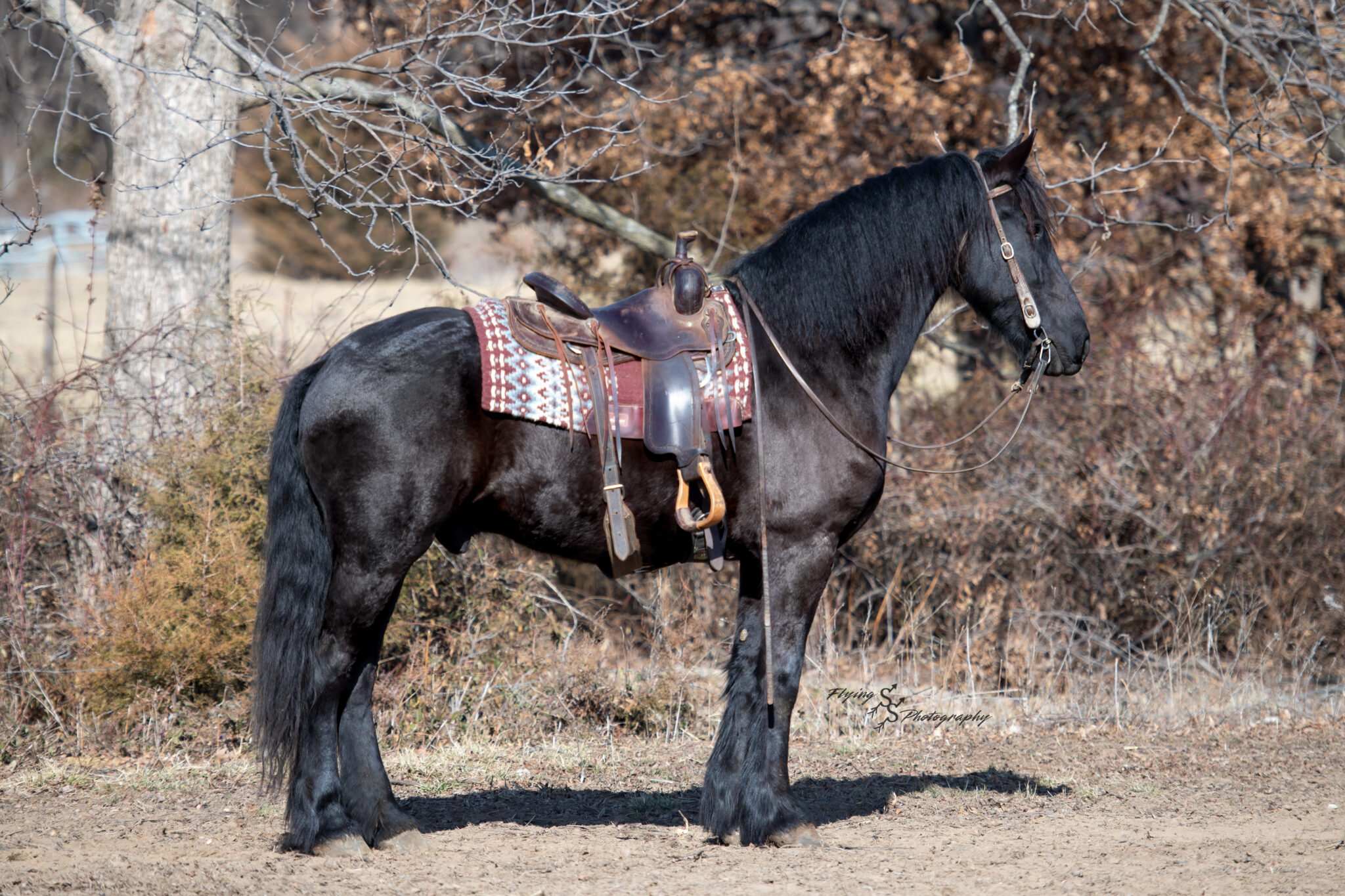 Dingo - 7 year old Percheron X Gelding - Waverly Sales