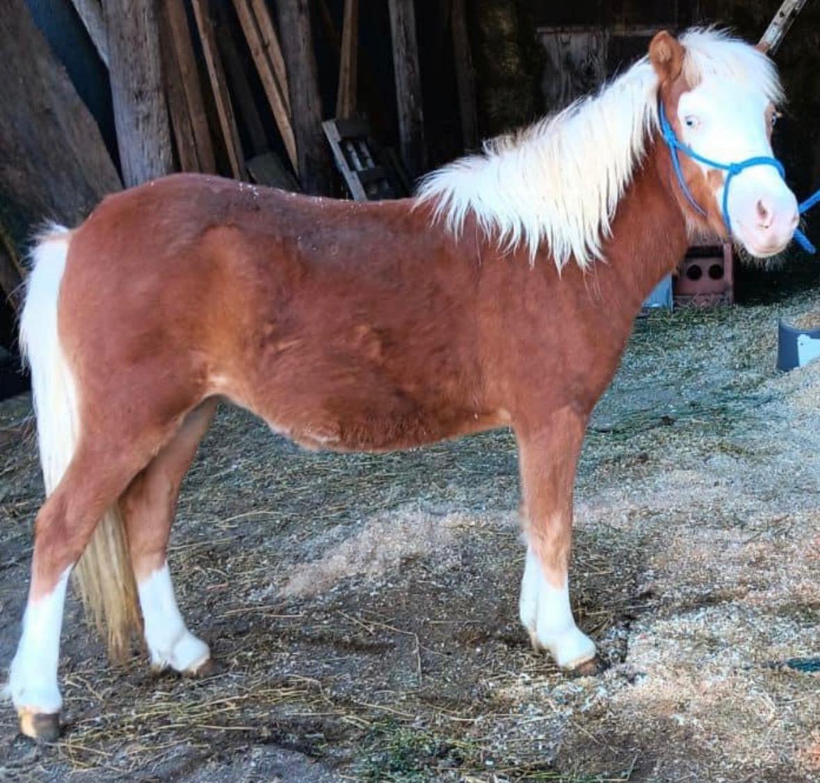 Gunner - 4 year old Pony Gelding - Waverly Sales