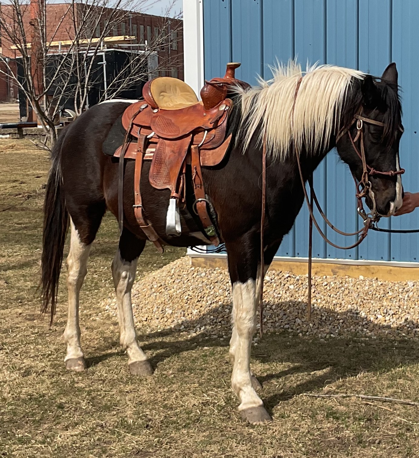 Straw Bar - 13 year old Paint Gelding - Waverly Sales