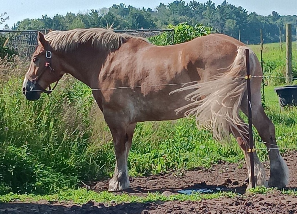 Ike - 12 year old Belgian Gelding - Waverly Sales
