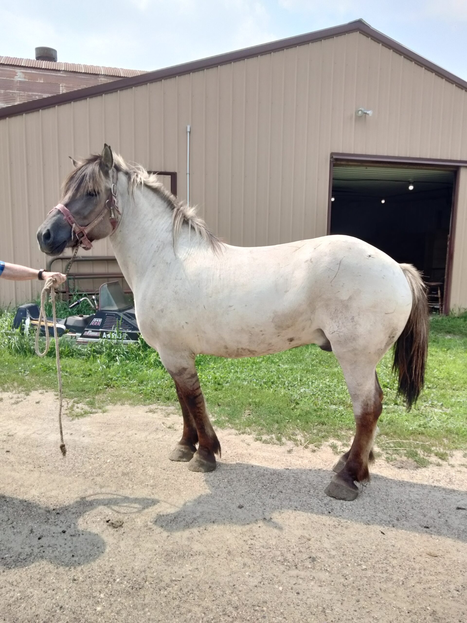 Nico - 6 year old Brabant Gelding - Waverly Sales