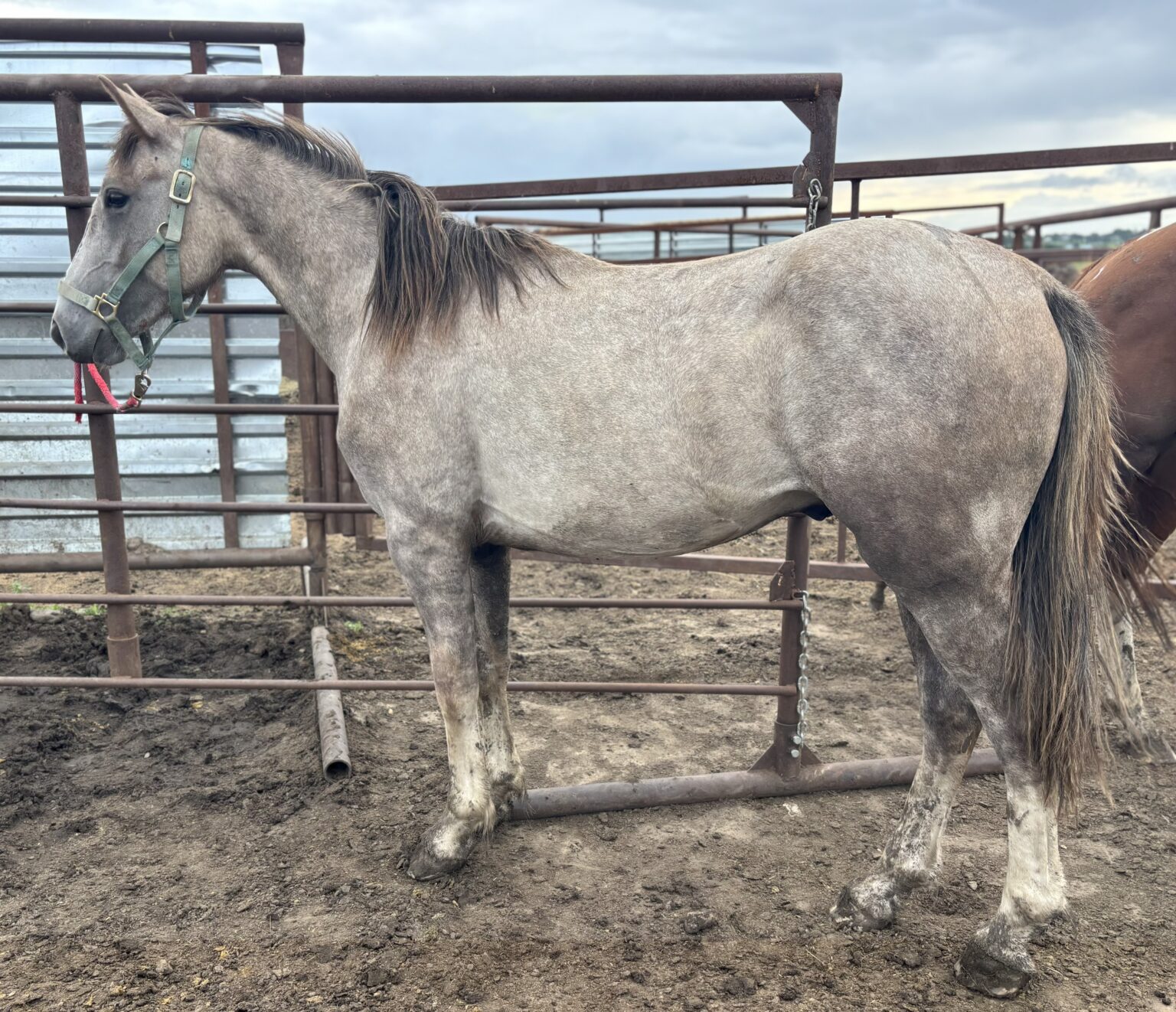 Captain - Yearling Draft Cross Gelding - Waverly Sales