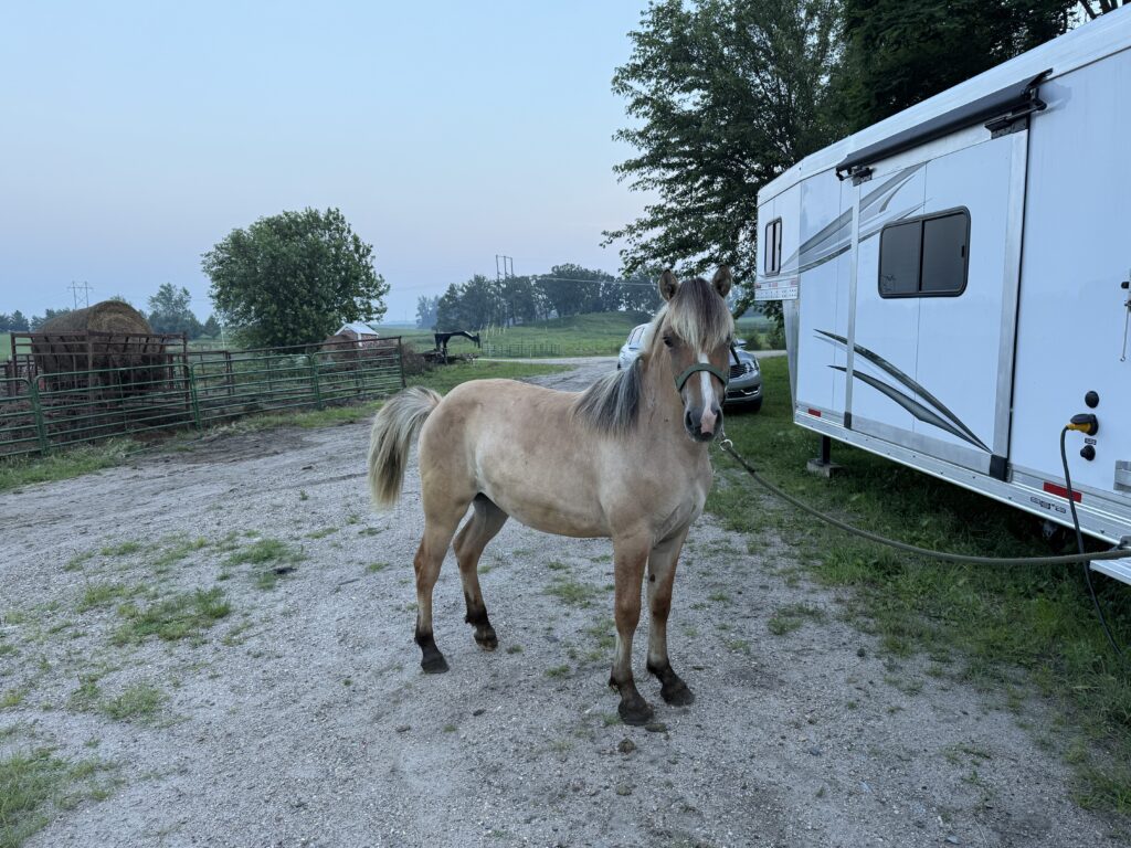 Daisey - Yearling Draft Cross Filly - Waverly Sales