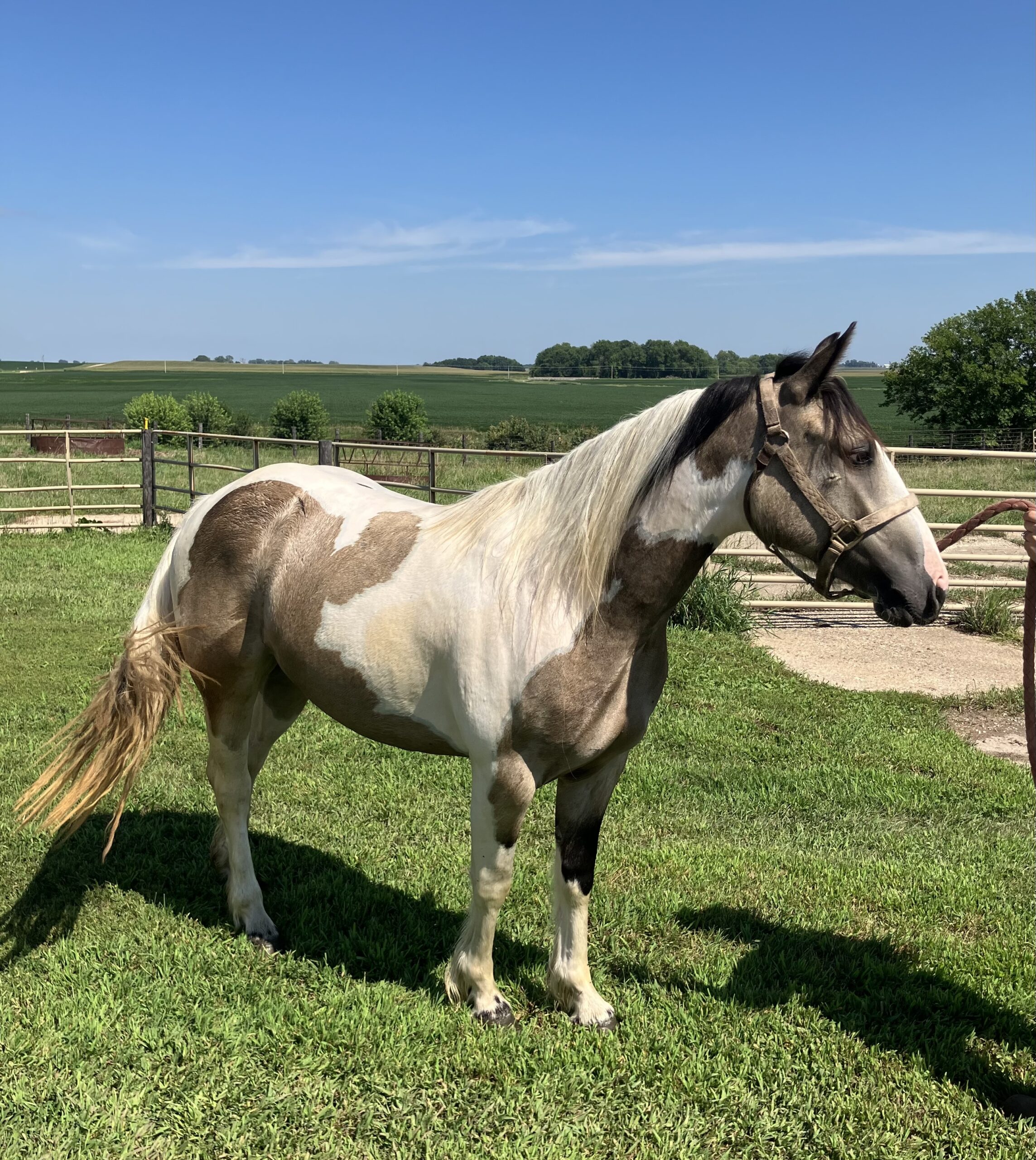 Caramel Twist - 2 year old Gypsy Cross Mare - Waverly Sales