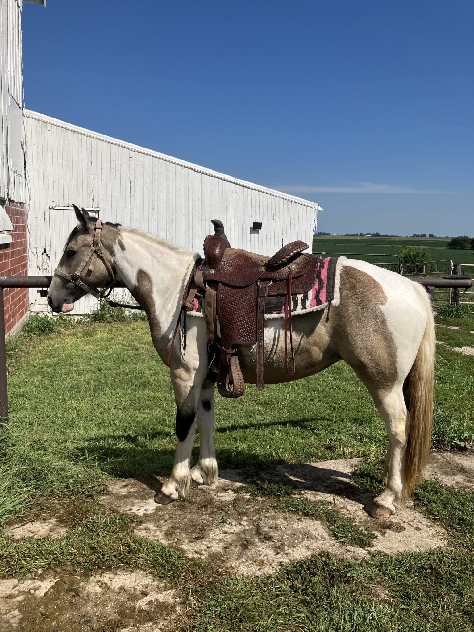 Caramel Twist - 2 year old Gypsy Cross Mare - Waverly Sales