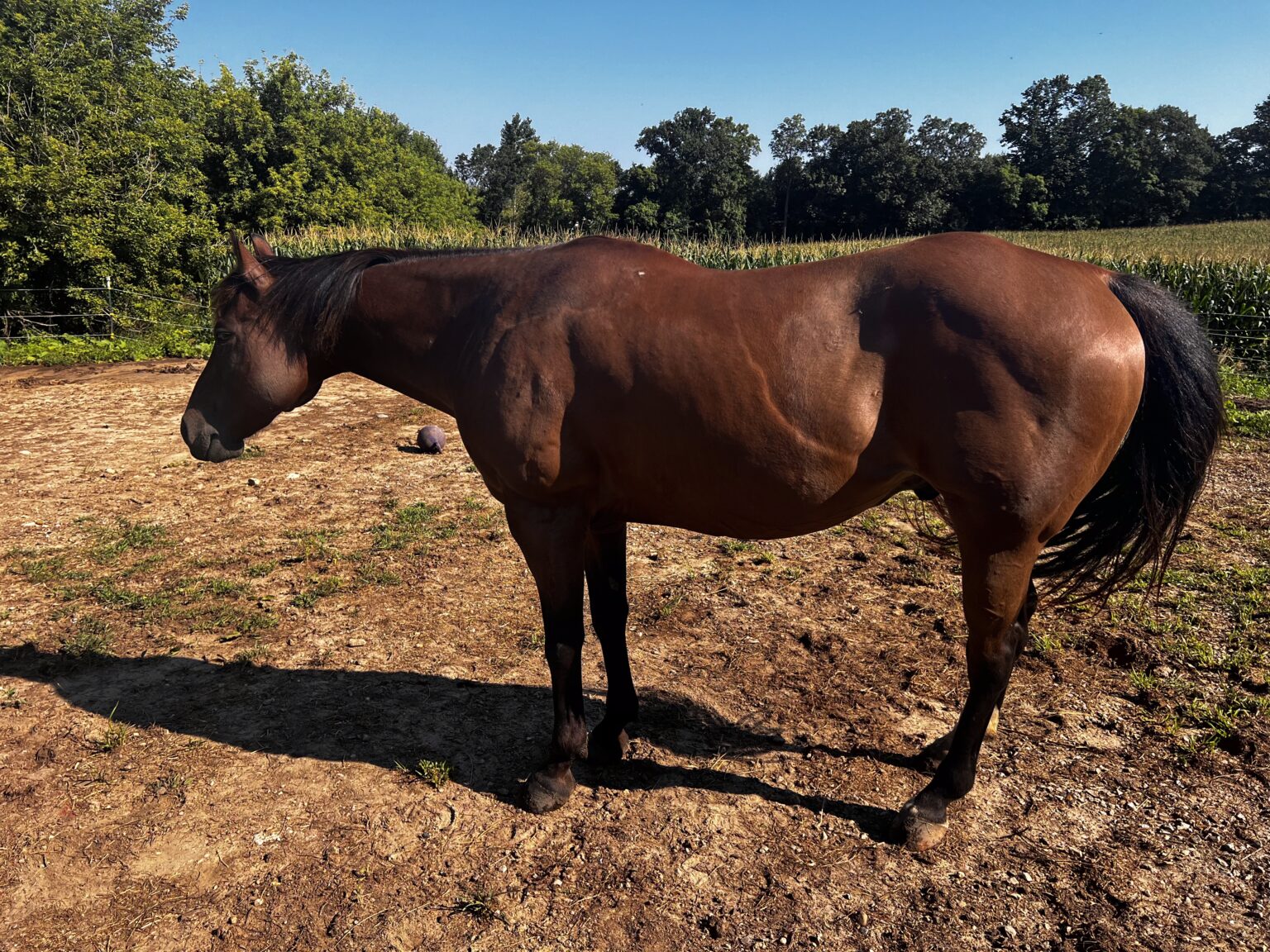 DT Skip Away Lark - 11 year old Quarter Horse Gelding - Waverly Sales