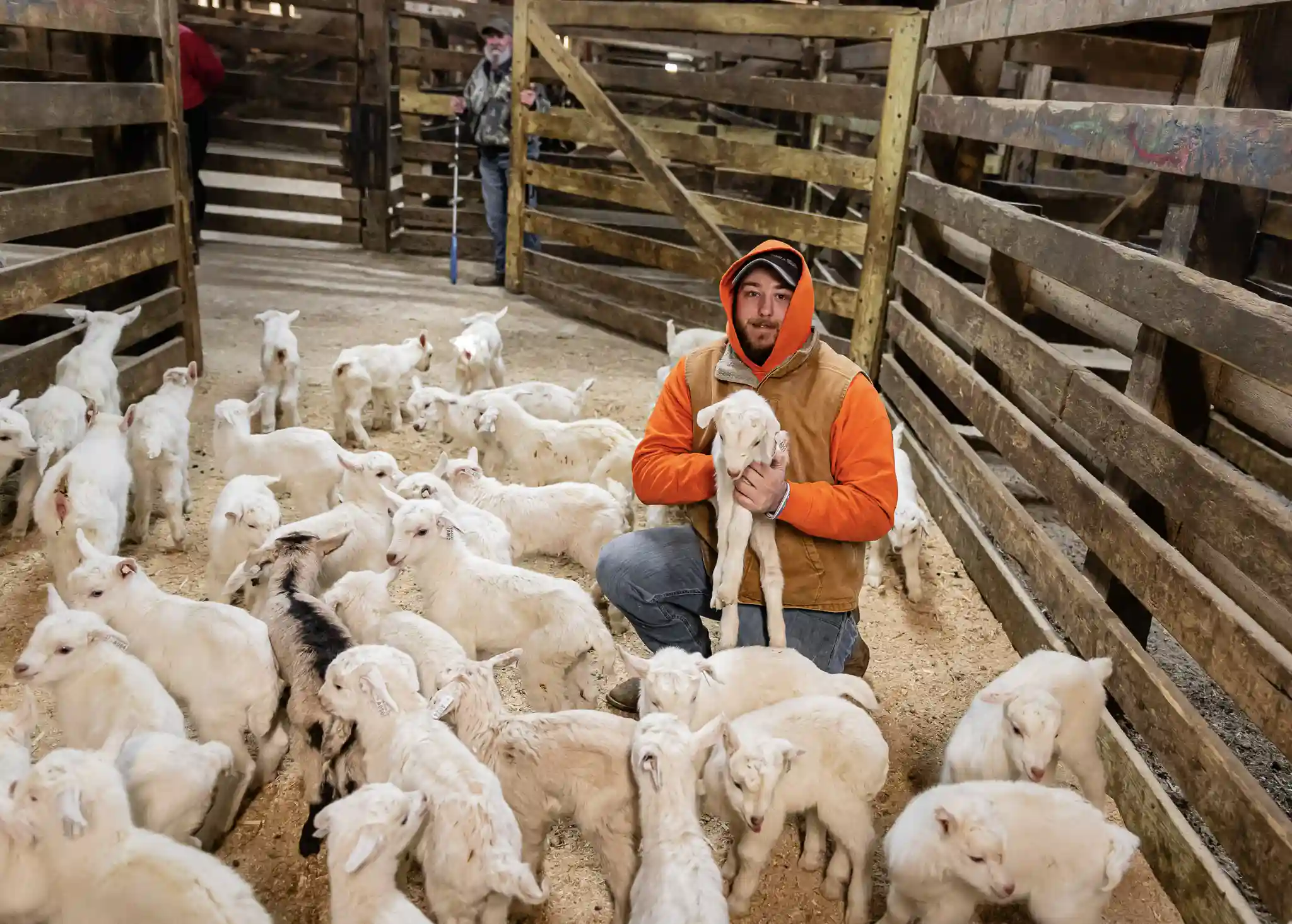 Sheep and Goat Sales - Waverly Sales