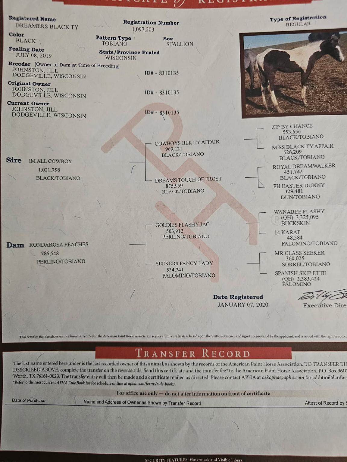 Dreamers Black Ty - 6 year old APHA Paint Gelding - Waverly Sales